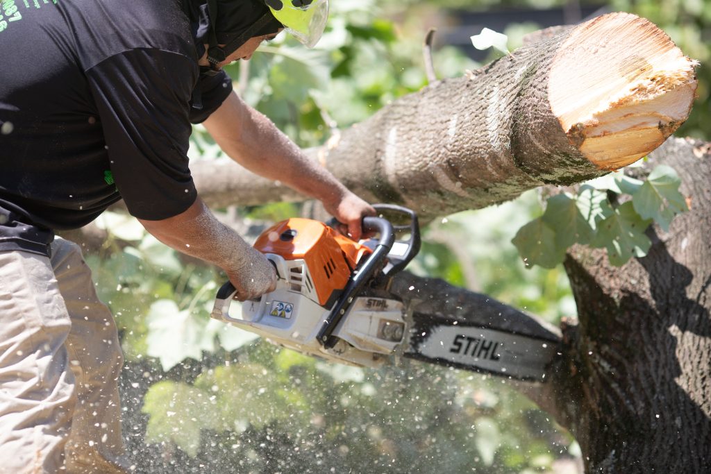 Tree Removal - Vilchis Tree Services Pro